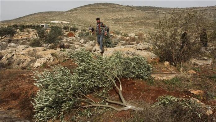 2,000 olive trees uprooted by Israeli forces uproot in West Bank - The ...