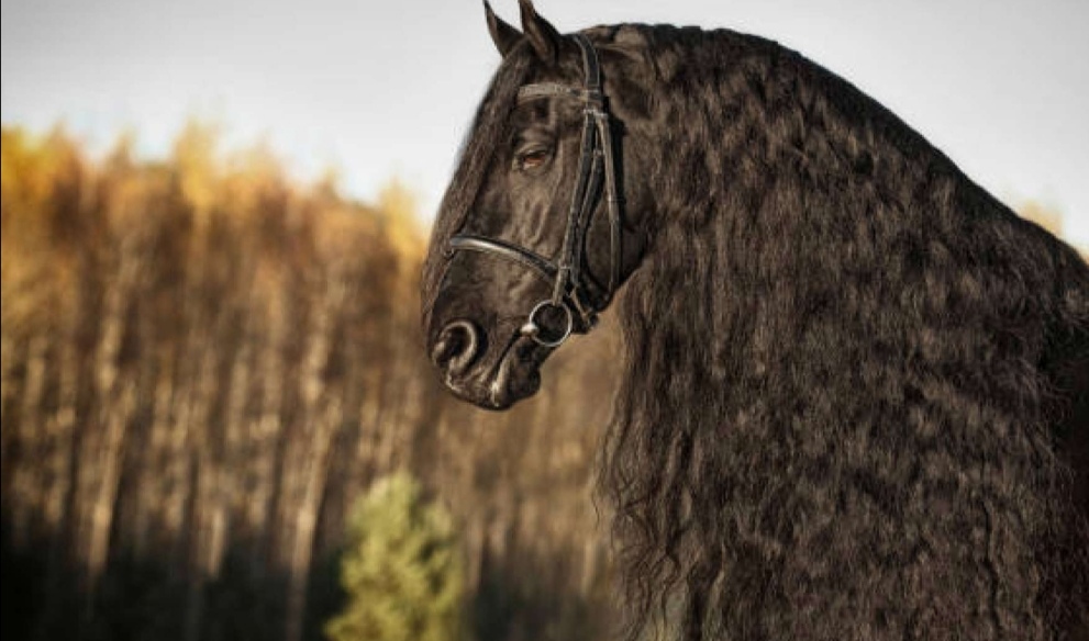 Check world's 5 most unique horses - The Asian Mirror