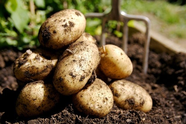 Potato to boost Pakistan's vegetable exports - The Asian Mirror